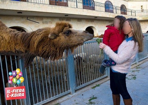 Illegal Zoo Is Main Attraction At Montekristo Trade Fair The Malta Independent illegal-zoo-is-main-attraction-at-montekristo-trade-fair-the-malta-independent